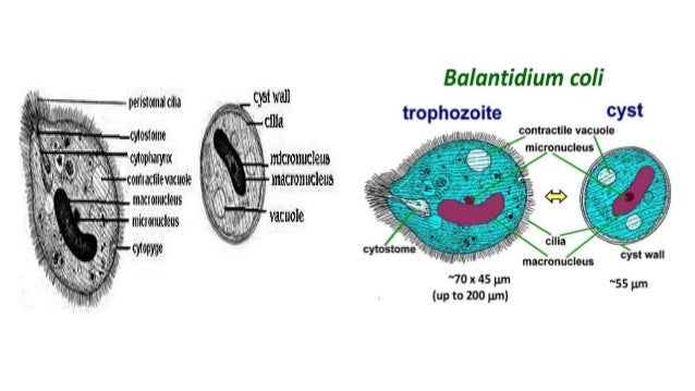 Balantidium Coli