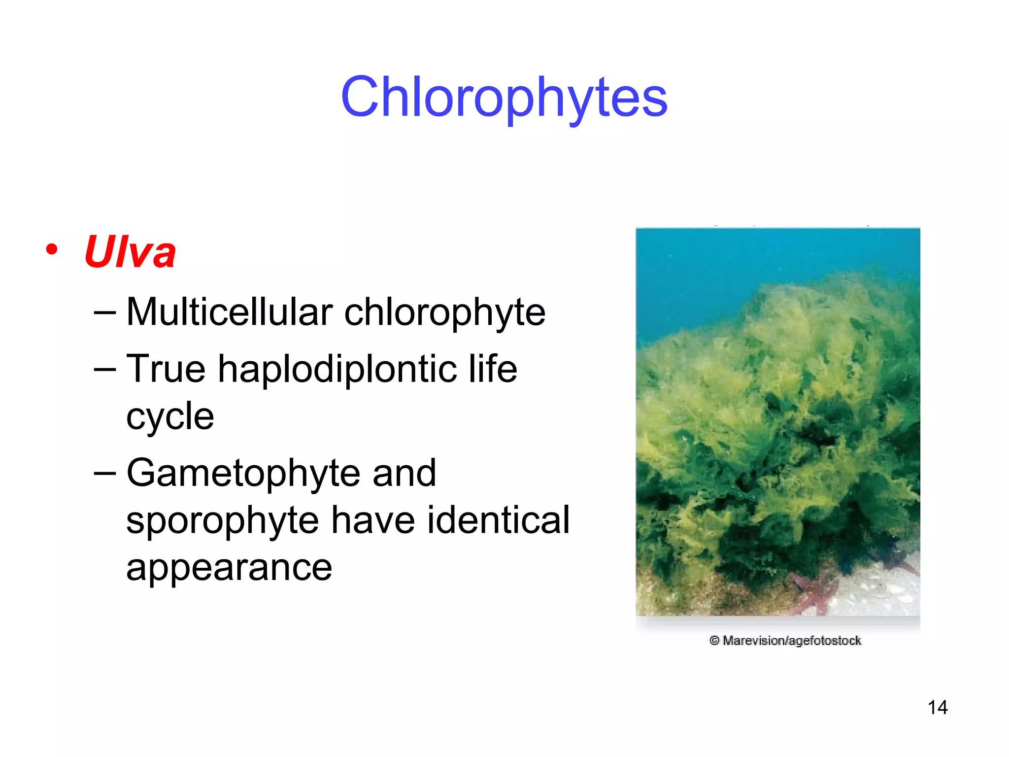 Overview of Green Plants | PPT