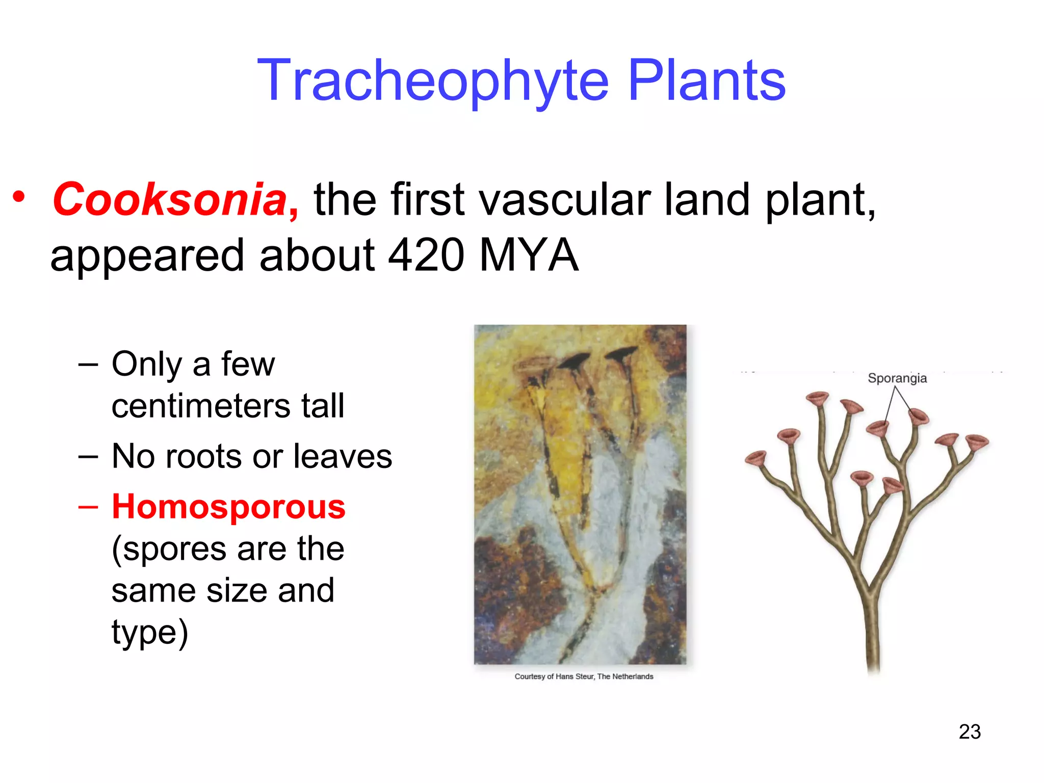 Overview of Green Plants | PPT