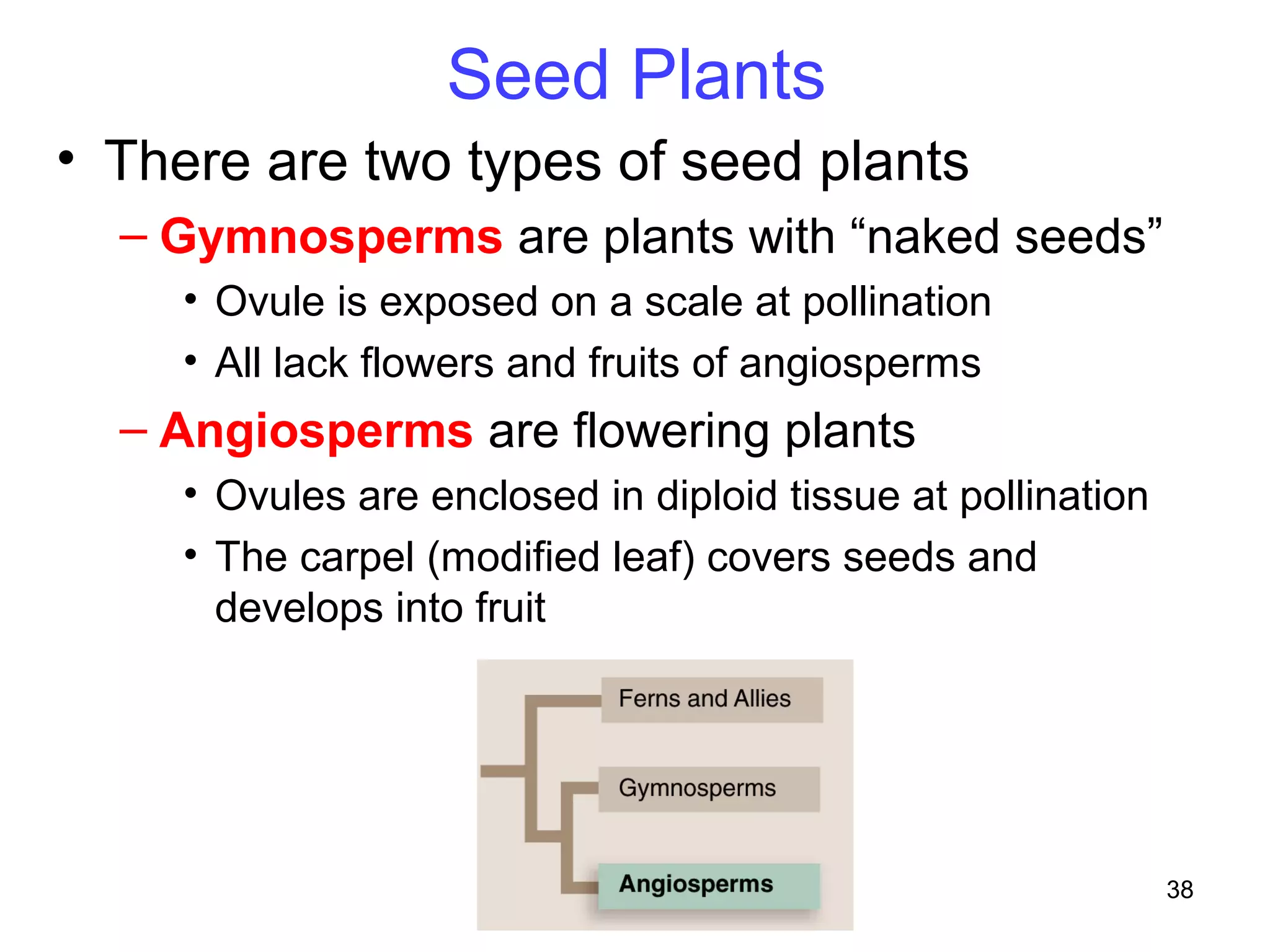 Overview of Green Plants | PPT