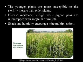 pigeon pea sterility mosaic virus | PPTX