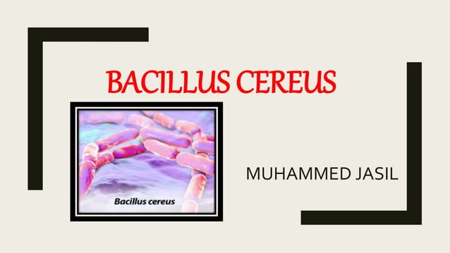 BACILLUS CEREUS | PPTX