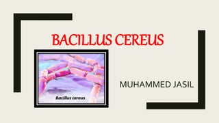 Bacillus cereus: Pathogenesis, Infections, Prevention and Treatment | PPT