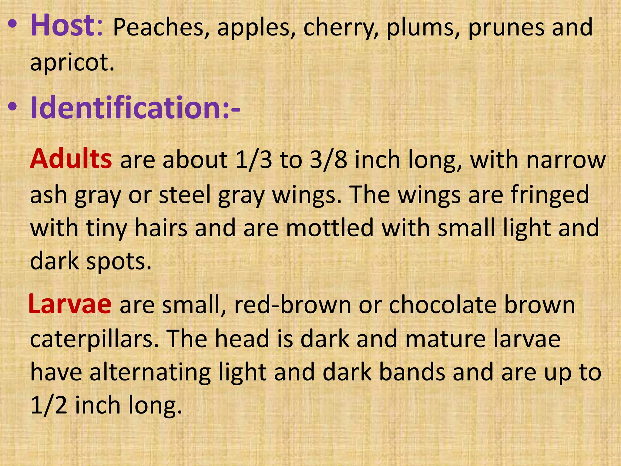 Peach Twig Borer | PPTX