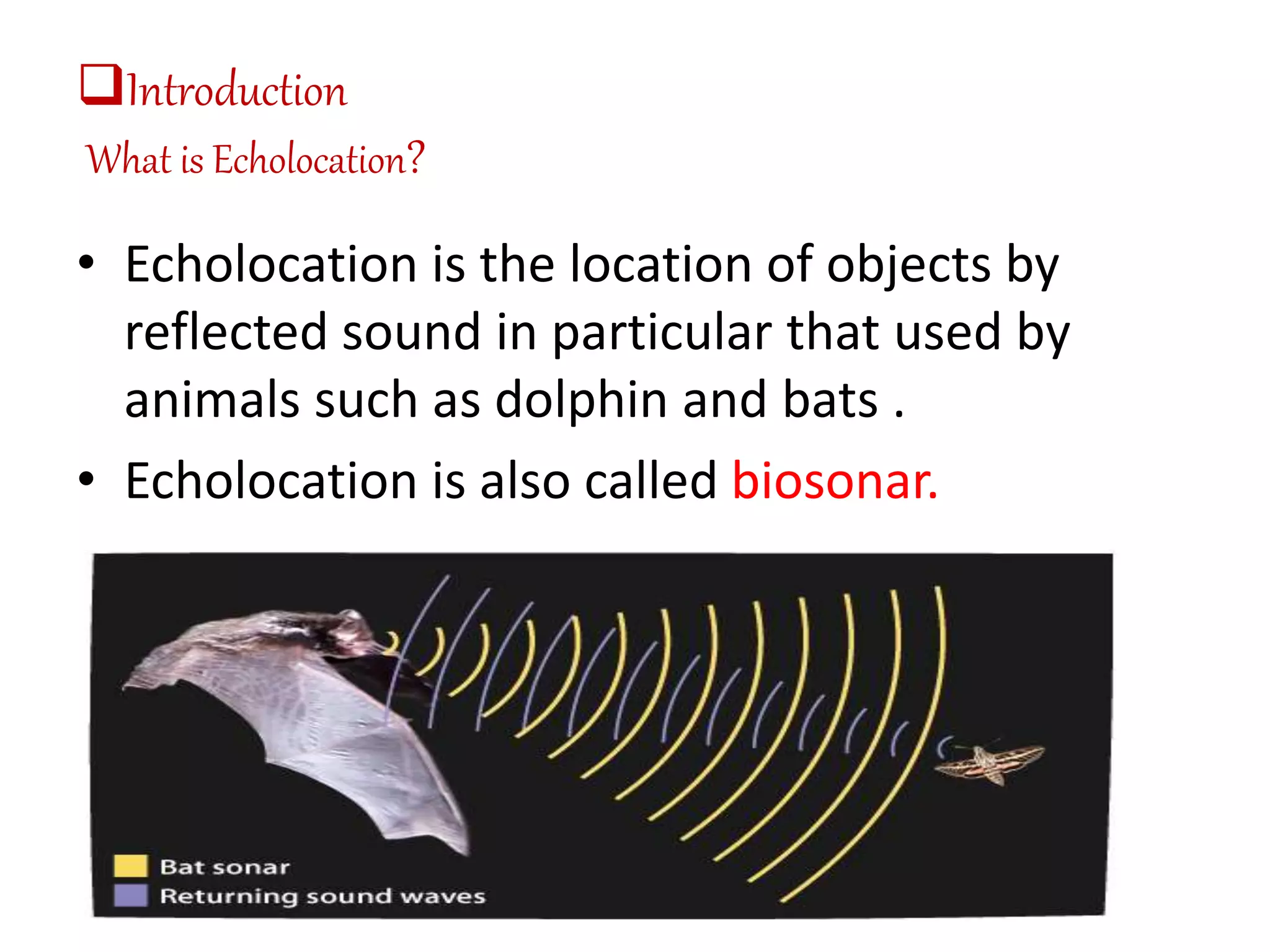 zoology seminar: Echolocation by Bat | PPTX