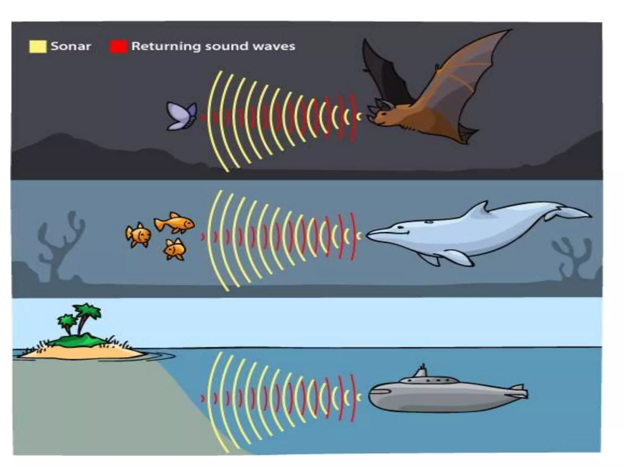 zoology seminar: Echolocation by Bat | PPTX