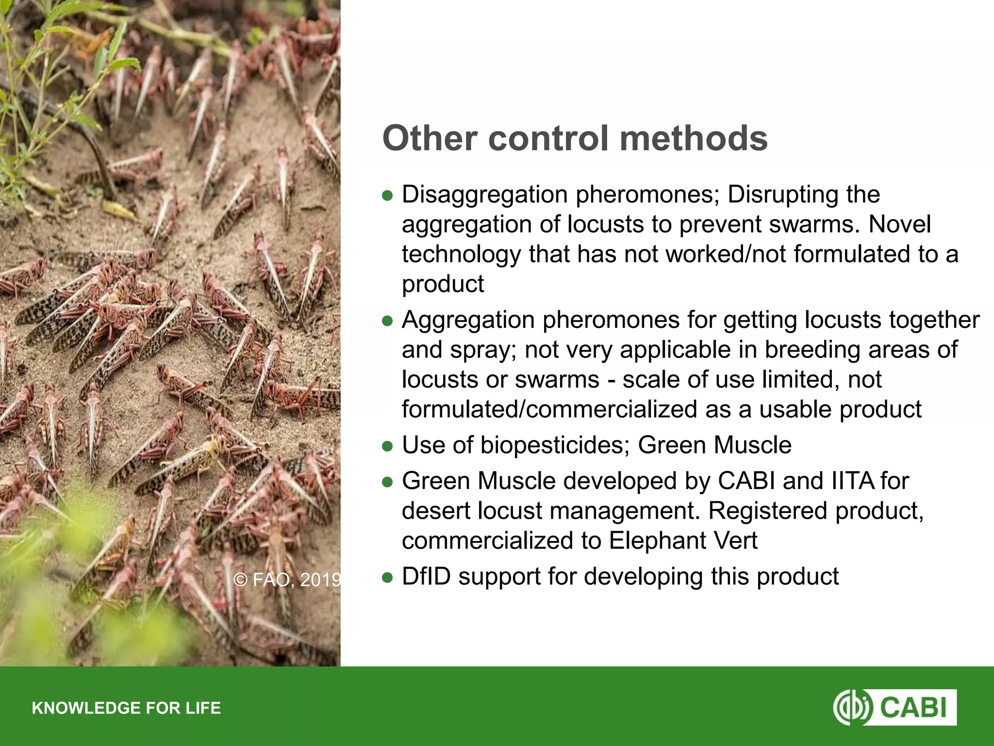 Locust attack: what india's farming community need to know | PDF
