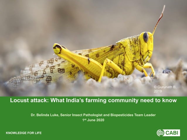 Locust attack: what india's farming community need to know | PDF ...
