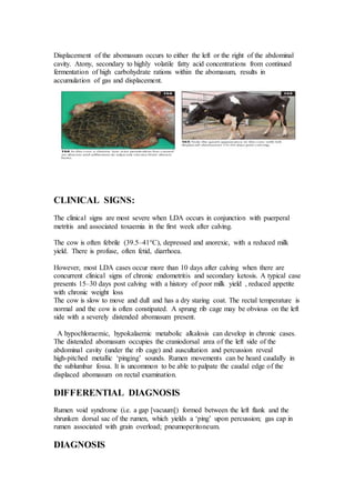 Displacement of the abomasum in cattle | DOC
