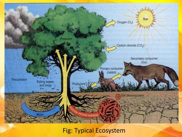 ecosystem | PPT
