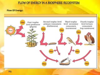 ecosystem | PPT