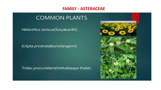 B.sc.ii intro.+asteraceae | PPT