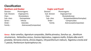 B.sc.ii intro.+asteraceae | PPT