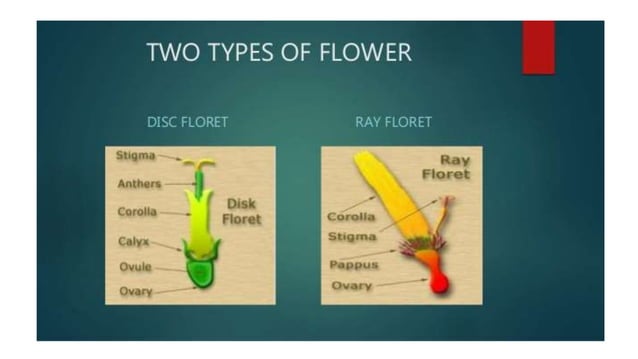 B.sc.ii intro.+asteraceae | PPT