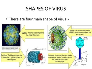 B.sc.1 viruses general characteristics | PPTX