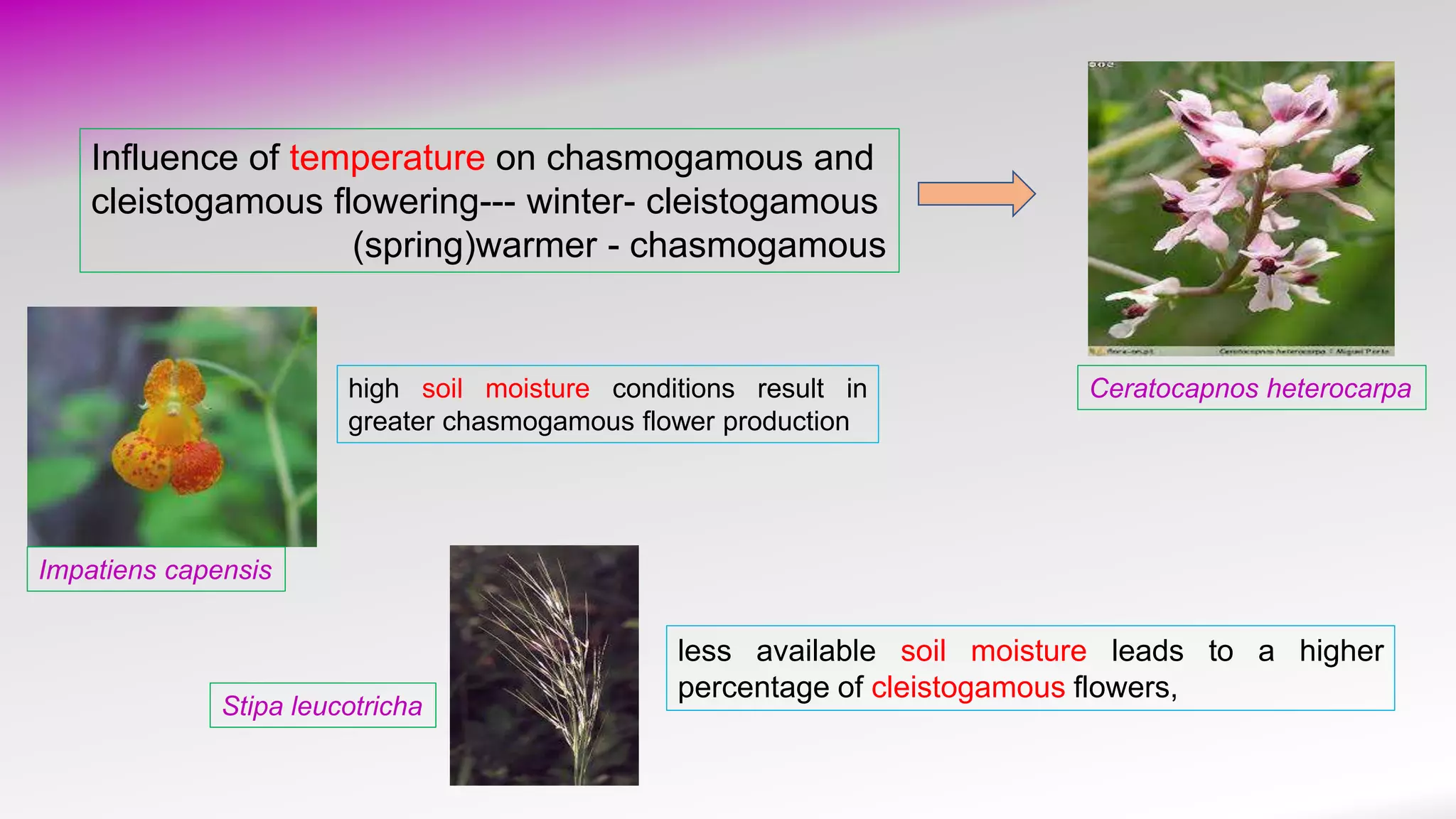 Cleistogamy and Chasmogamy in plants | PPTX