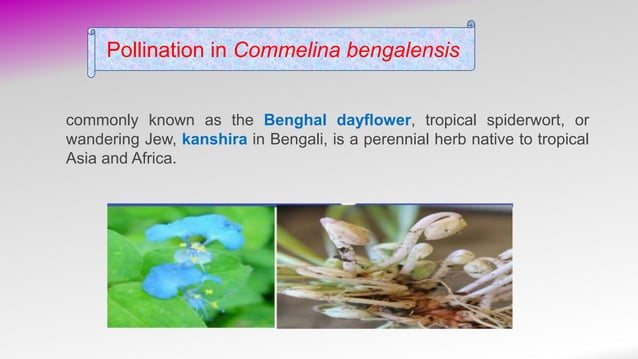 Cleistogamy and Chasmogamy in plants | PPTX