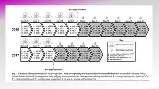 Cleistogamy and Chasmogamy in plants | PPTX