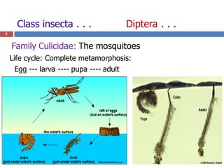 B. vector Biology 2nd class.pdf