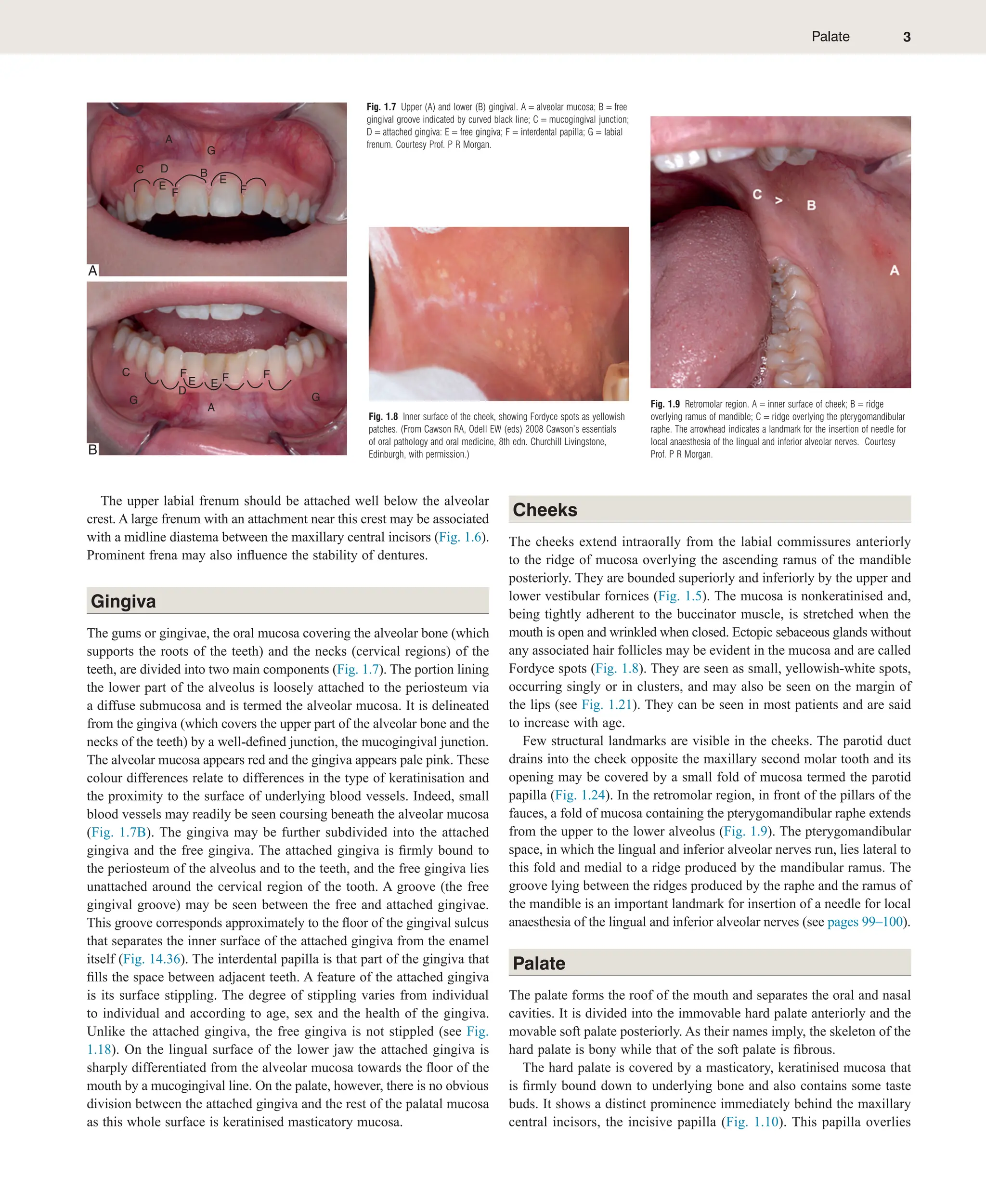 B.K.B. Berkovitz_ G R Holland_ Bernard J Moxham - Oral Anatomy ...