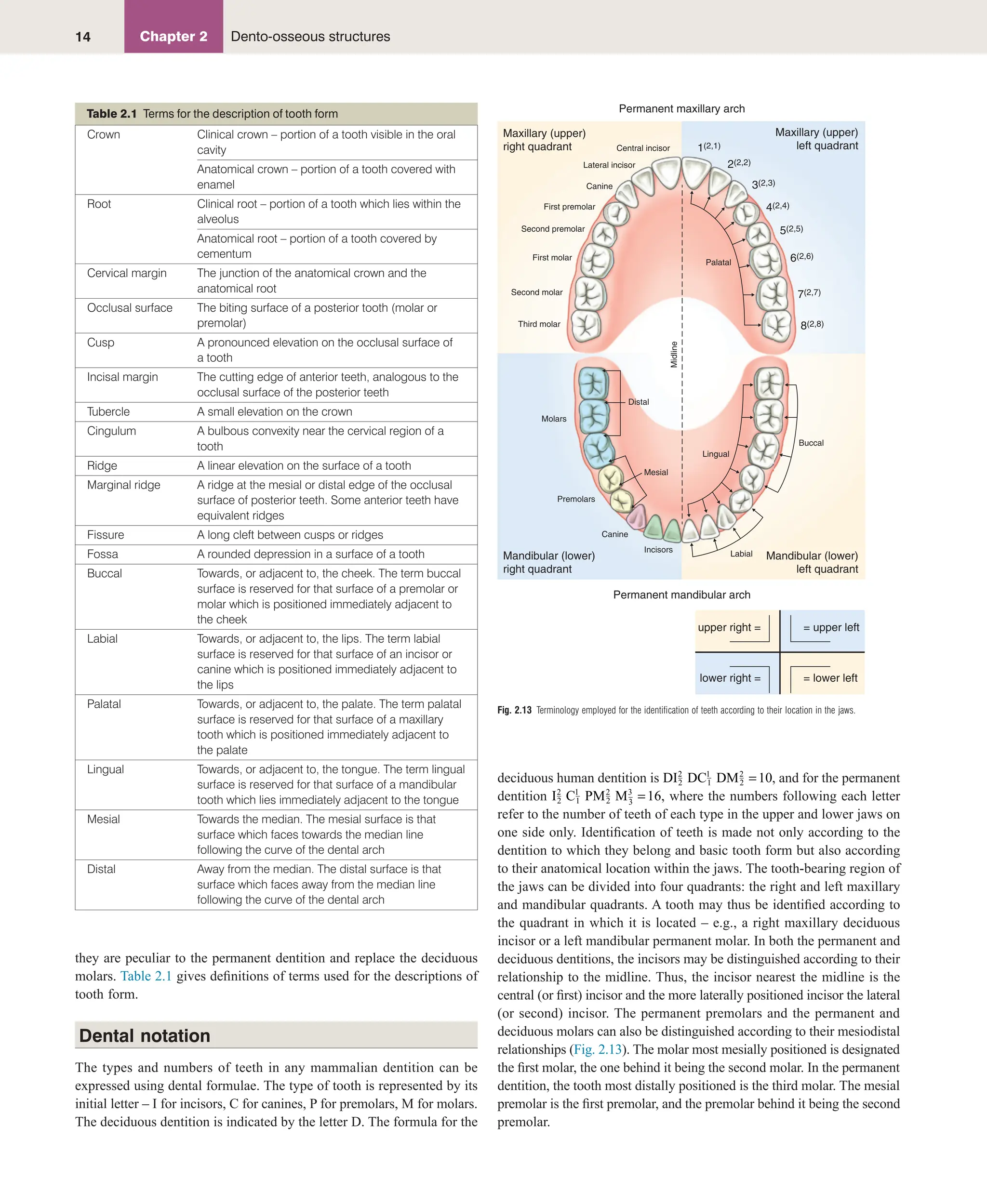 B.K.B. Berkovitz_ G R Holland_ Bernard J Moxham - Oral Anatomy ...
