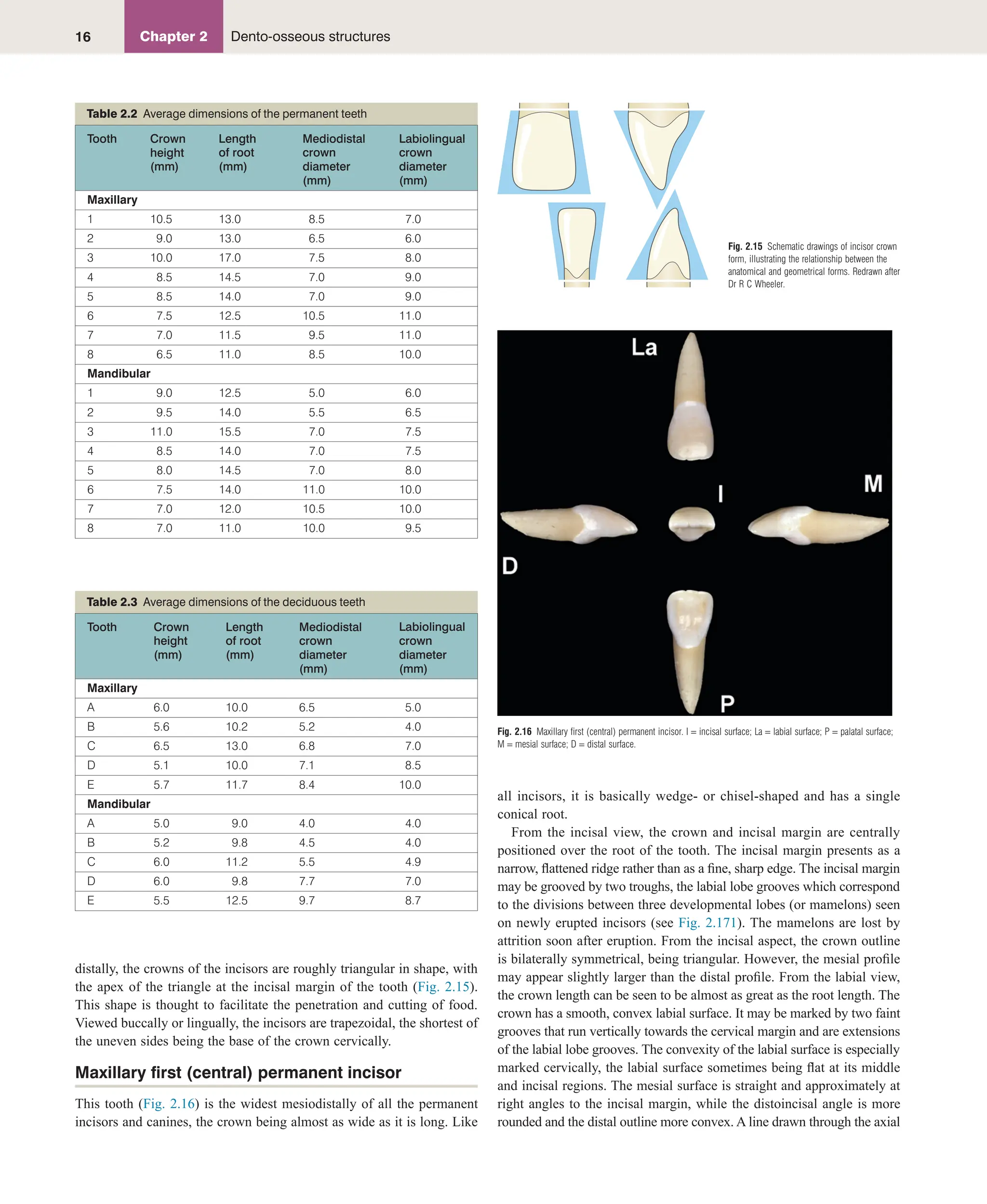 B.K.B. Berkovitz_ G R Holland_ Bernard J Moxham - Oral Anatomy ...