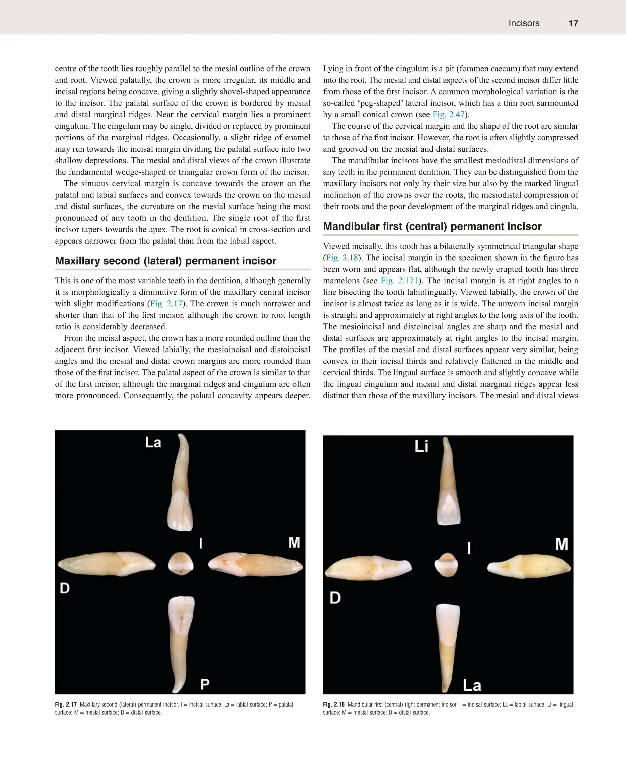 B.K.B. Berkovitz_ G R Holland_ Bernard J Moxham - Oral Anatomy ...