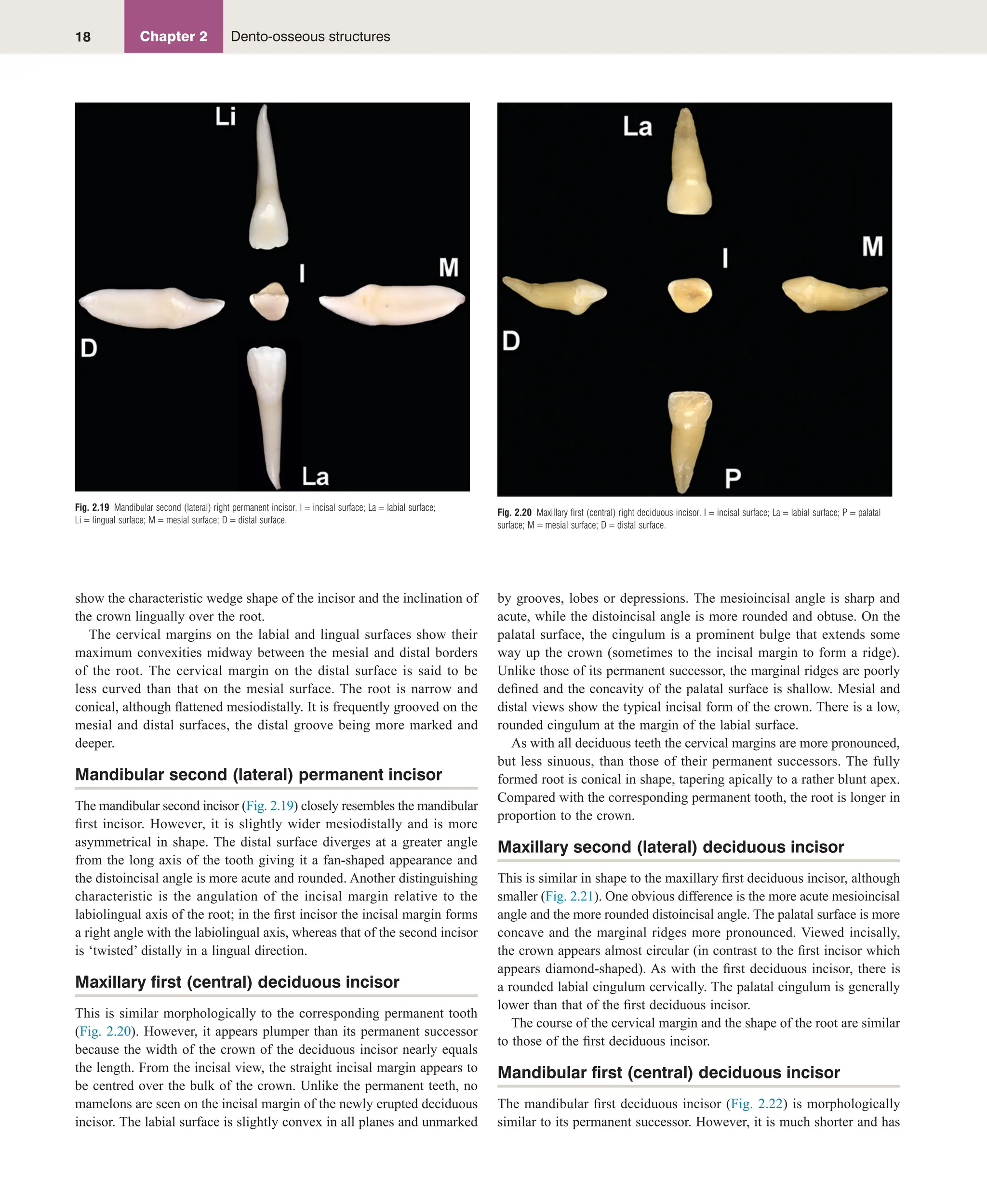 B.K.B. Berkovitz_ G R Holland_ Bernard J Moxham - Oral Anatomy ...