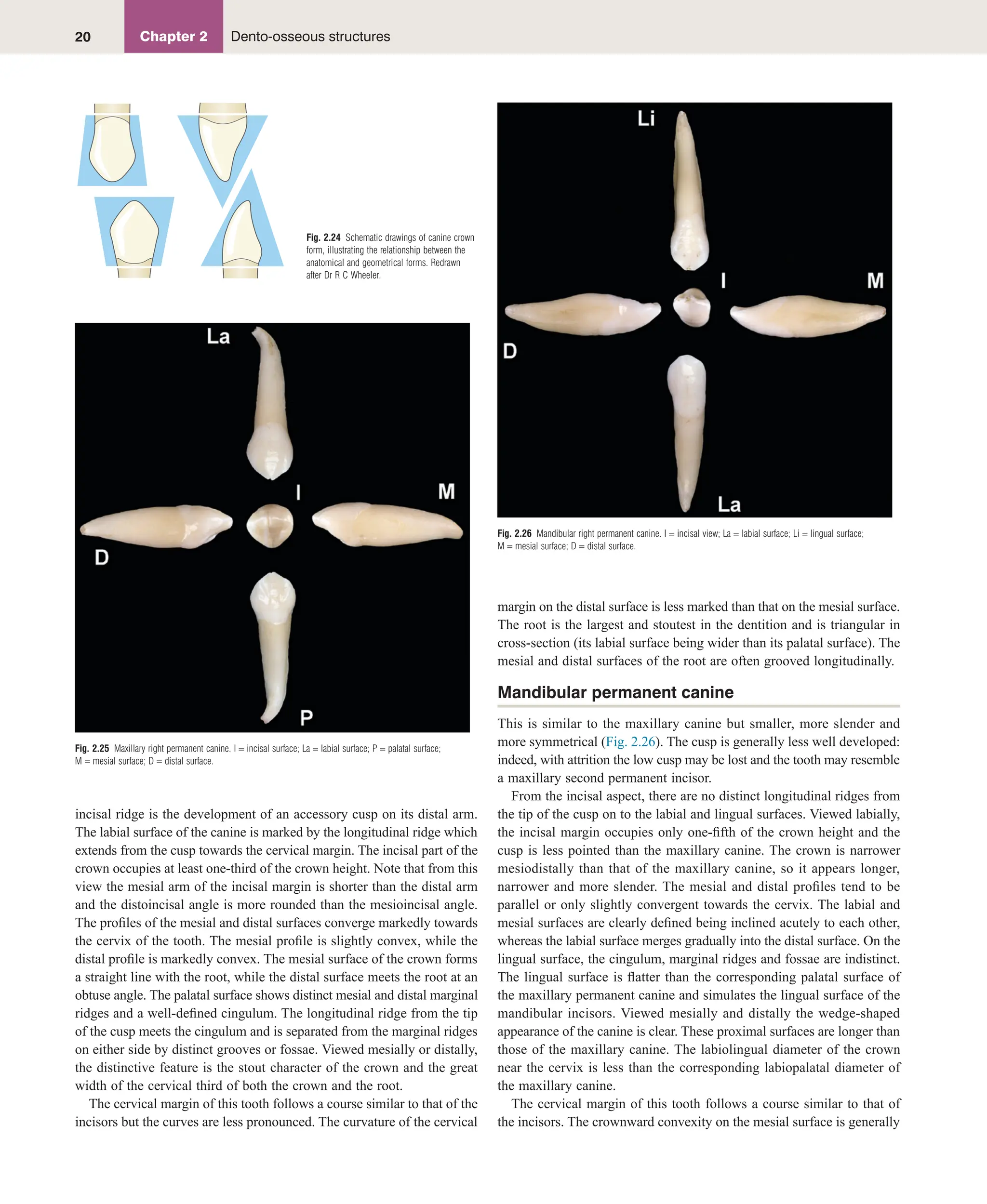 B.K.B. Berkovitz_ G R Holland_ Bernard J Moxham - Oral Anatomy ...