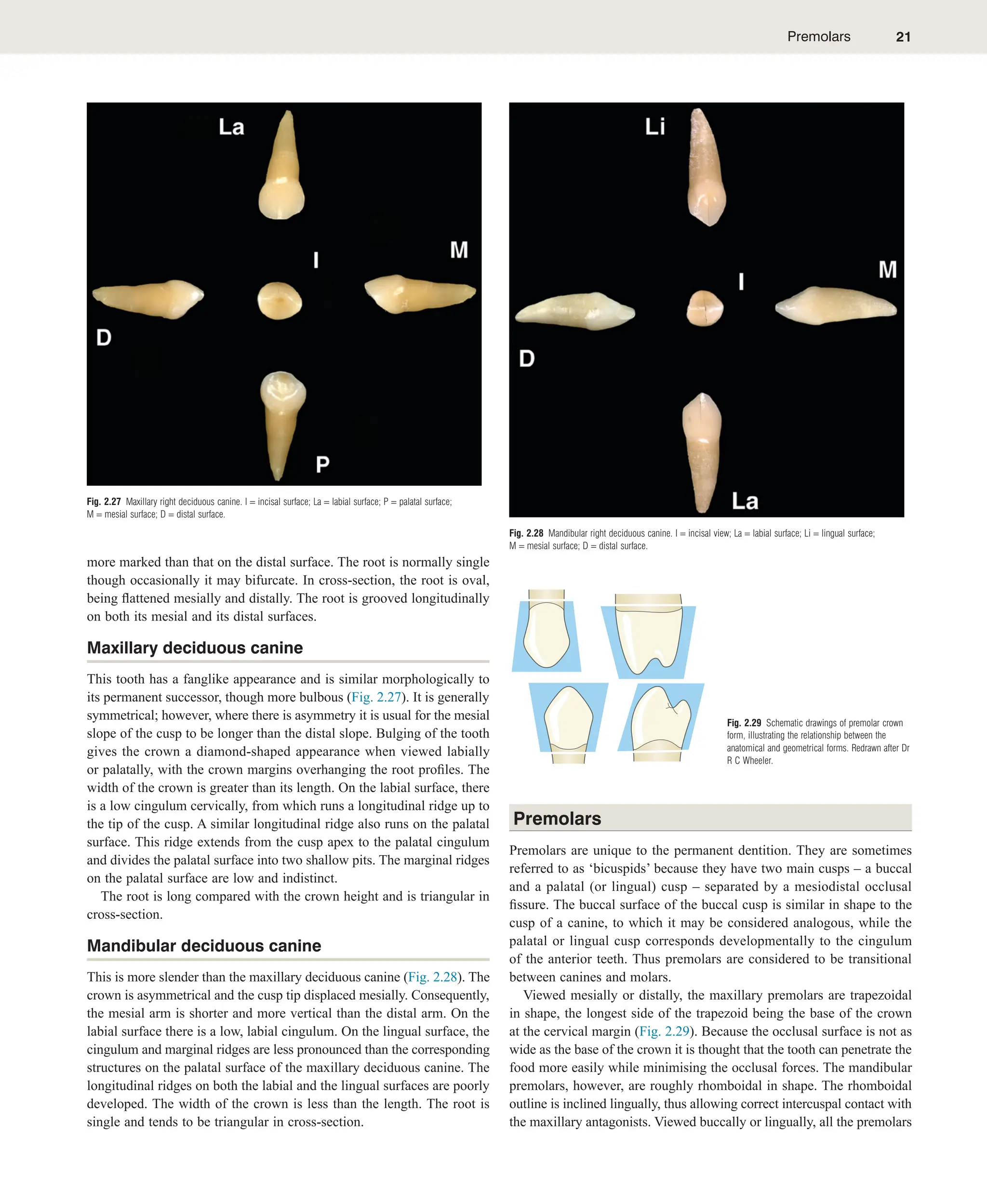 B.K.B. Berkovitz_ G R Holland_ Bernard J Moxham - Oral Anatomy ...