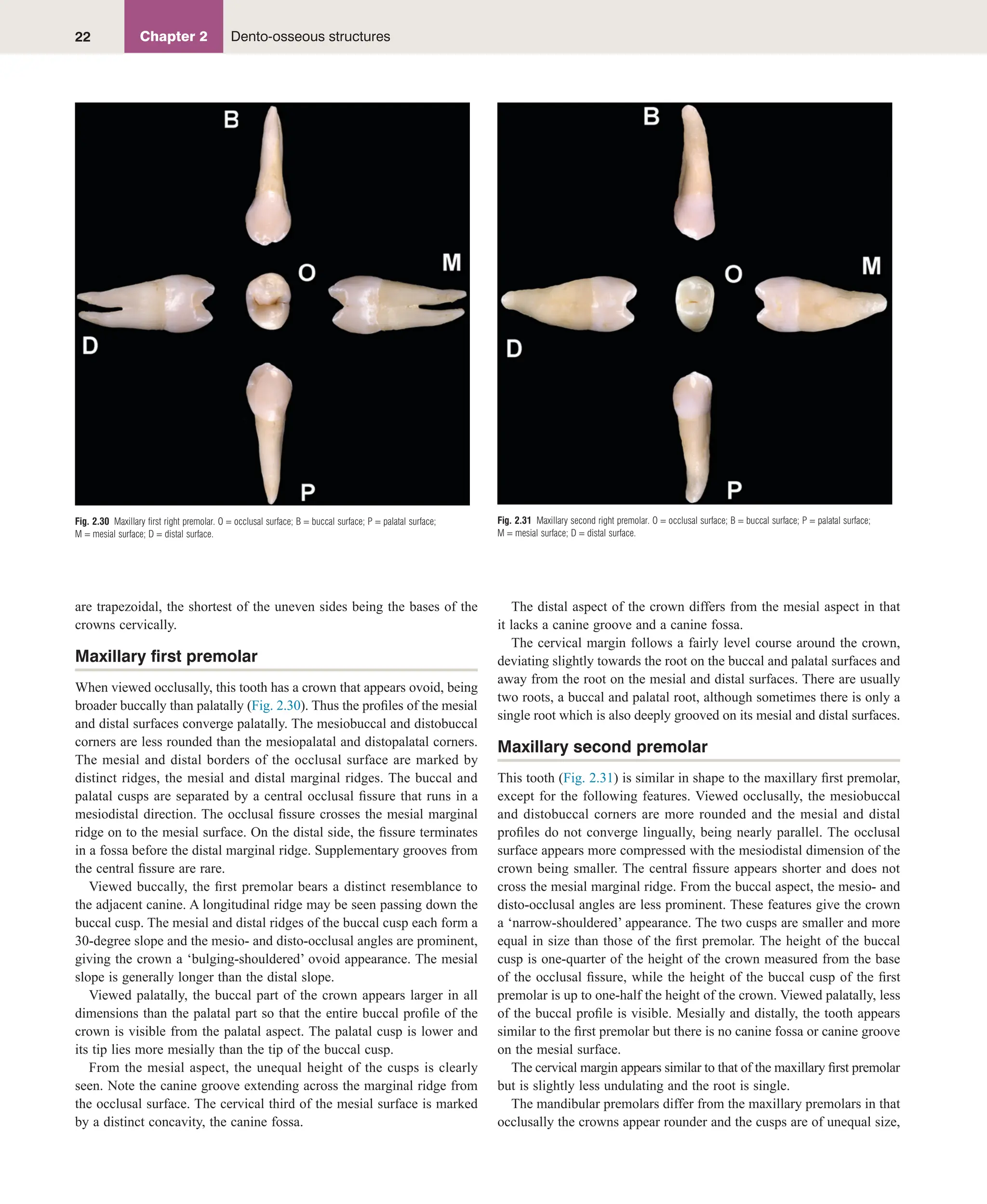 B.K.B. Berkovitz_ G R Holland_ Bernard J Moxham - Oral Anatomy ...