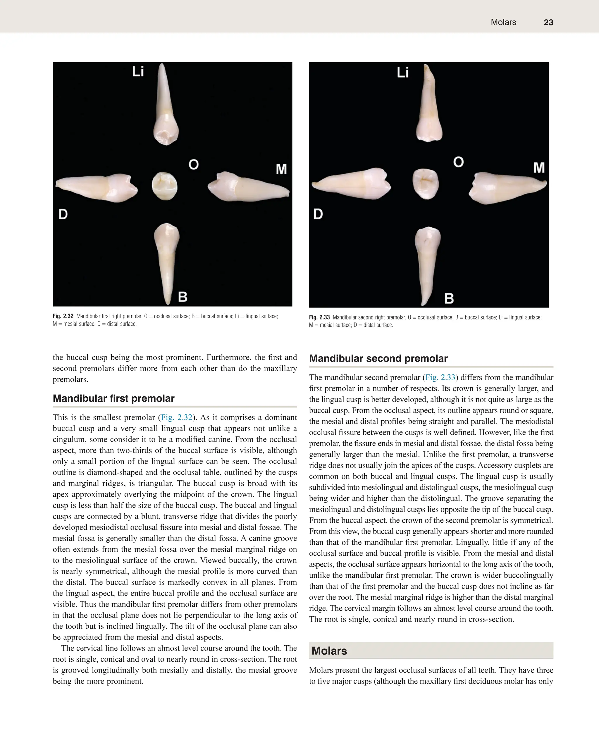 B.K.B. Berkovitz_ G R Holland_ Bernard J Moxham - Oral Anatomy ...