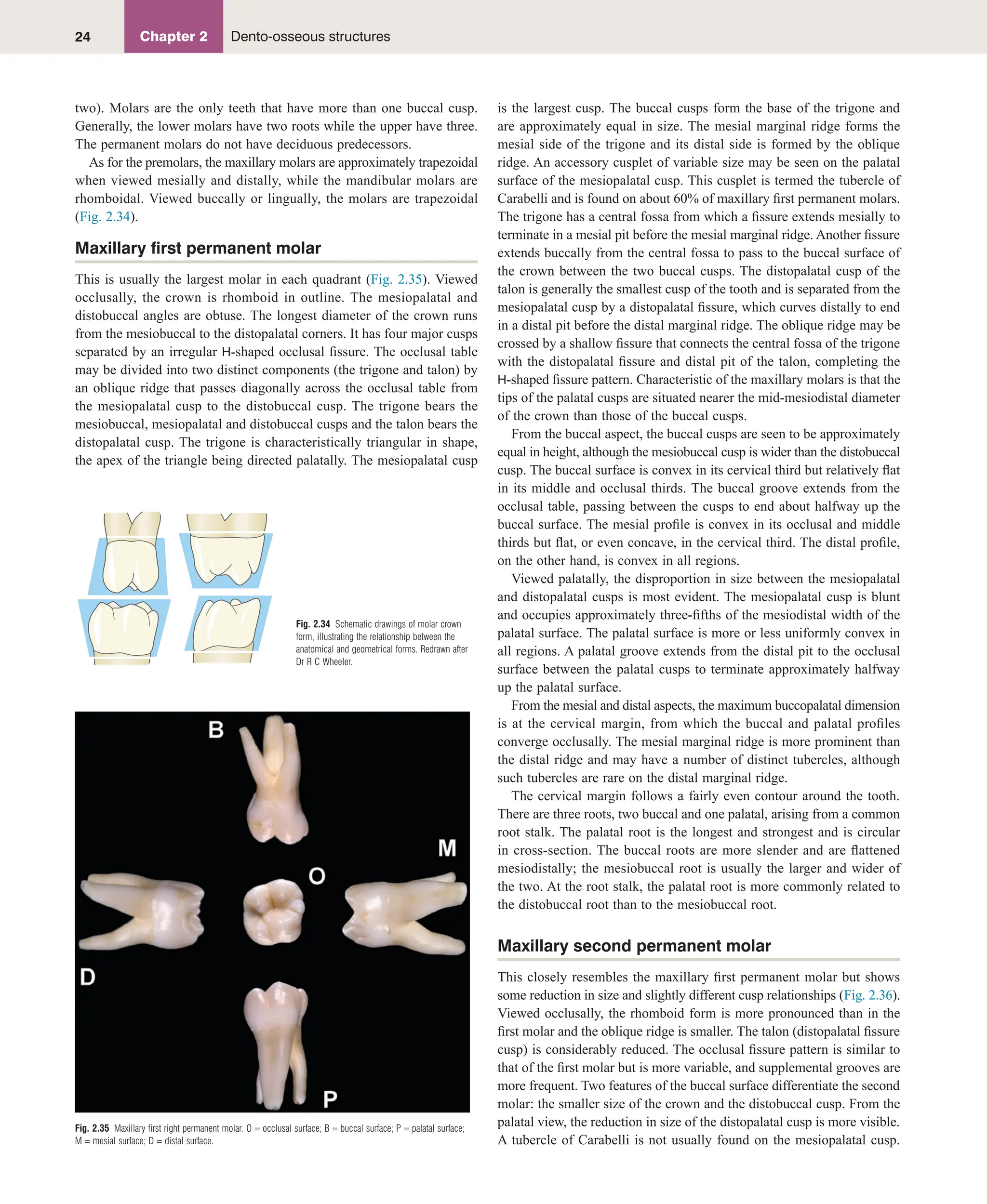 B.K.B. Berkovitz_ G R Holland_ Bernard J Moxham - Oral Anatomy ...