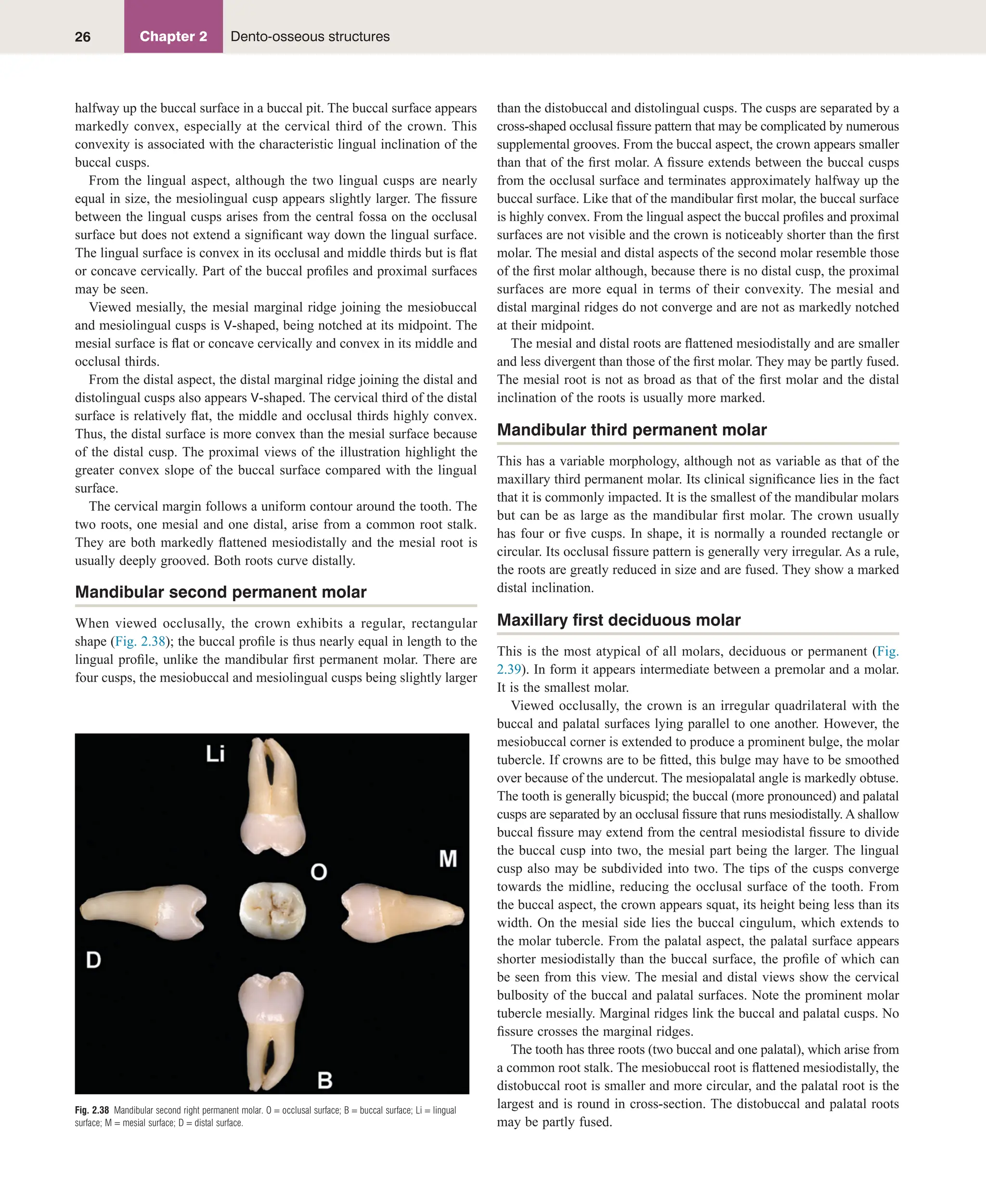 B.K.B. Berkovitz_ G R Holland_ Bernard J Moxham - Oral Anatomy ...