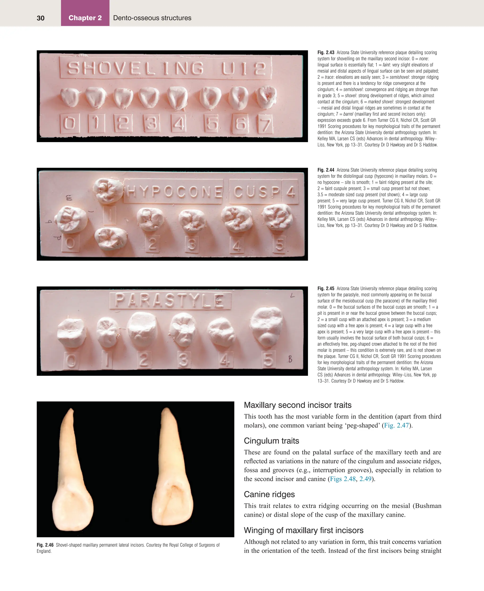 B.K.B. Berkovitz_ G R Holland_ Bernard J Moxham - Oral Anatomy ...