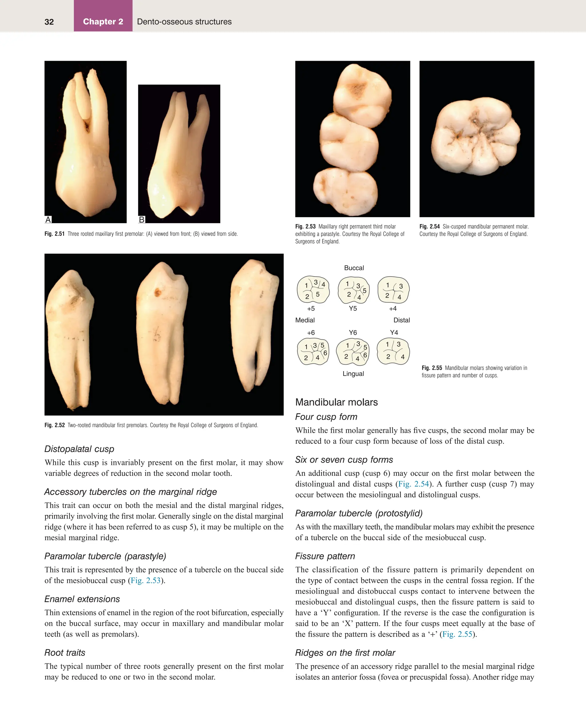 B.K.B. Berkovitz_ G R Holland_ Bernard J Moxham - Oral Anatomy ...