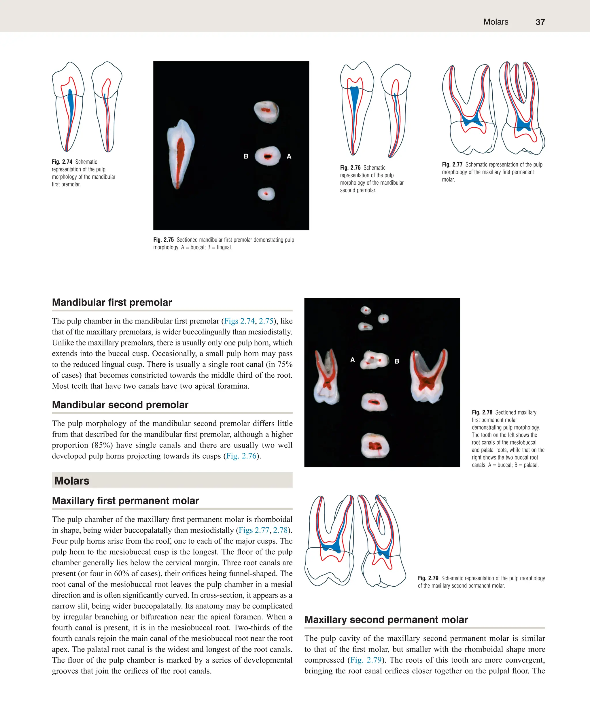 B.K.B. Berkovitz_ G R Holland_ Bernard J Moxham - Oral Anatomy ...