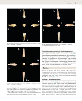 B.K.B. Berkovitz_ G R Holland_ Bernard J Moxham - Oral Anatomy ...