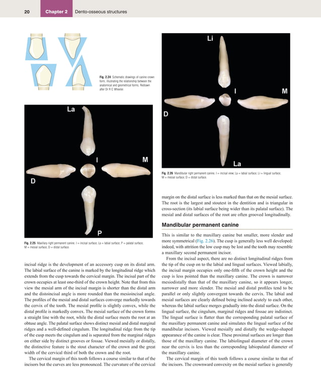 B.K.B. Berkovitz_ G R Holland_ Bernard J Moxham - Oral Anatomy ...