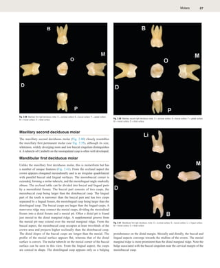 B.K.B. Berkovitz_ G R Holland_ Bernard J Moxham - Oral Anatomy ...