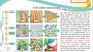 Cell organelles (Nucleus, Mitochondria, ) | PPTX