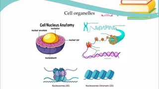 Cell organelles (Nucleus, Mitochondria, ) | PPTX