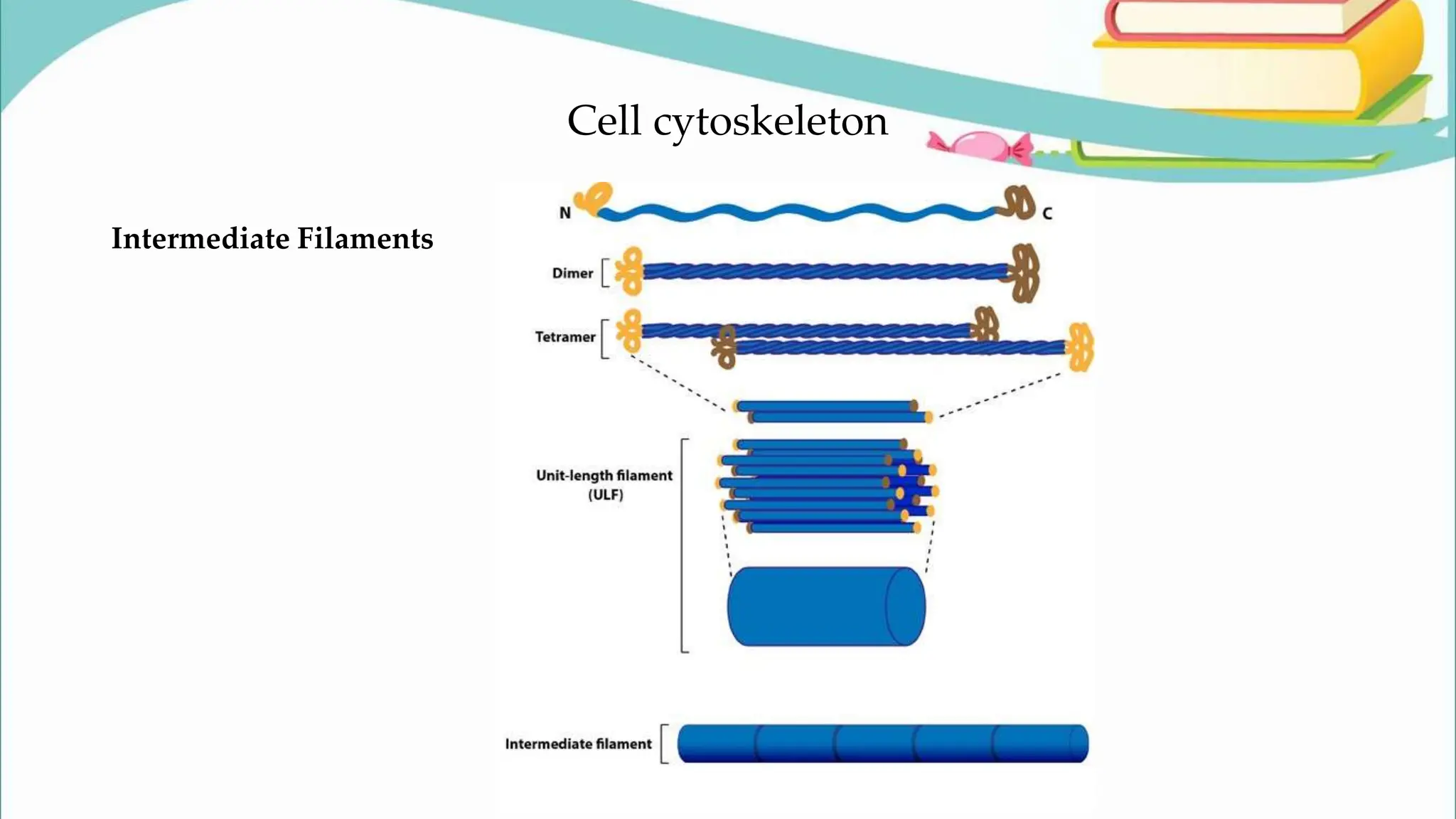 Cell cytoskeleton (filaments and their roles) | PPTX