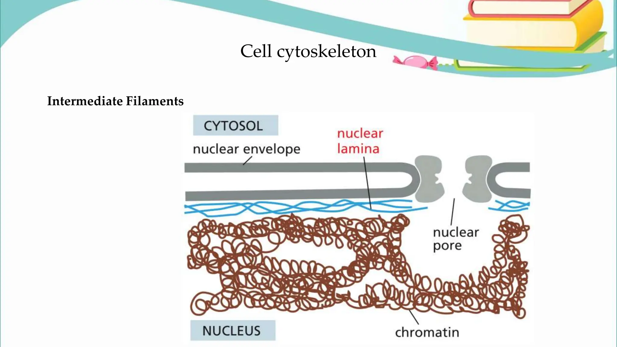 Cell cytoskeleton (filaments and their roles) | PPTX