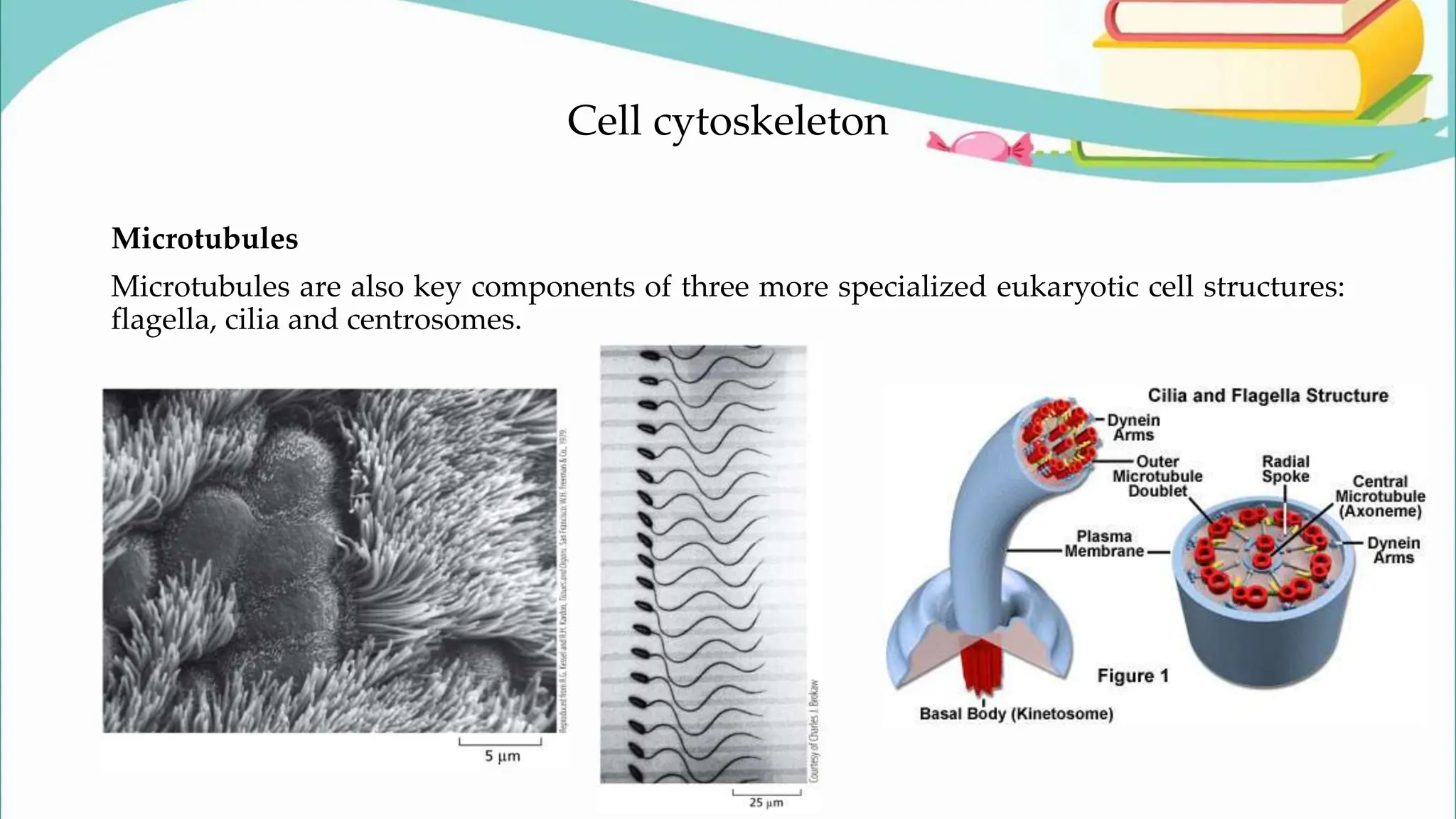 Cell cytoskeleton (filaments and their roles) | PPTX