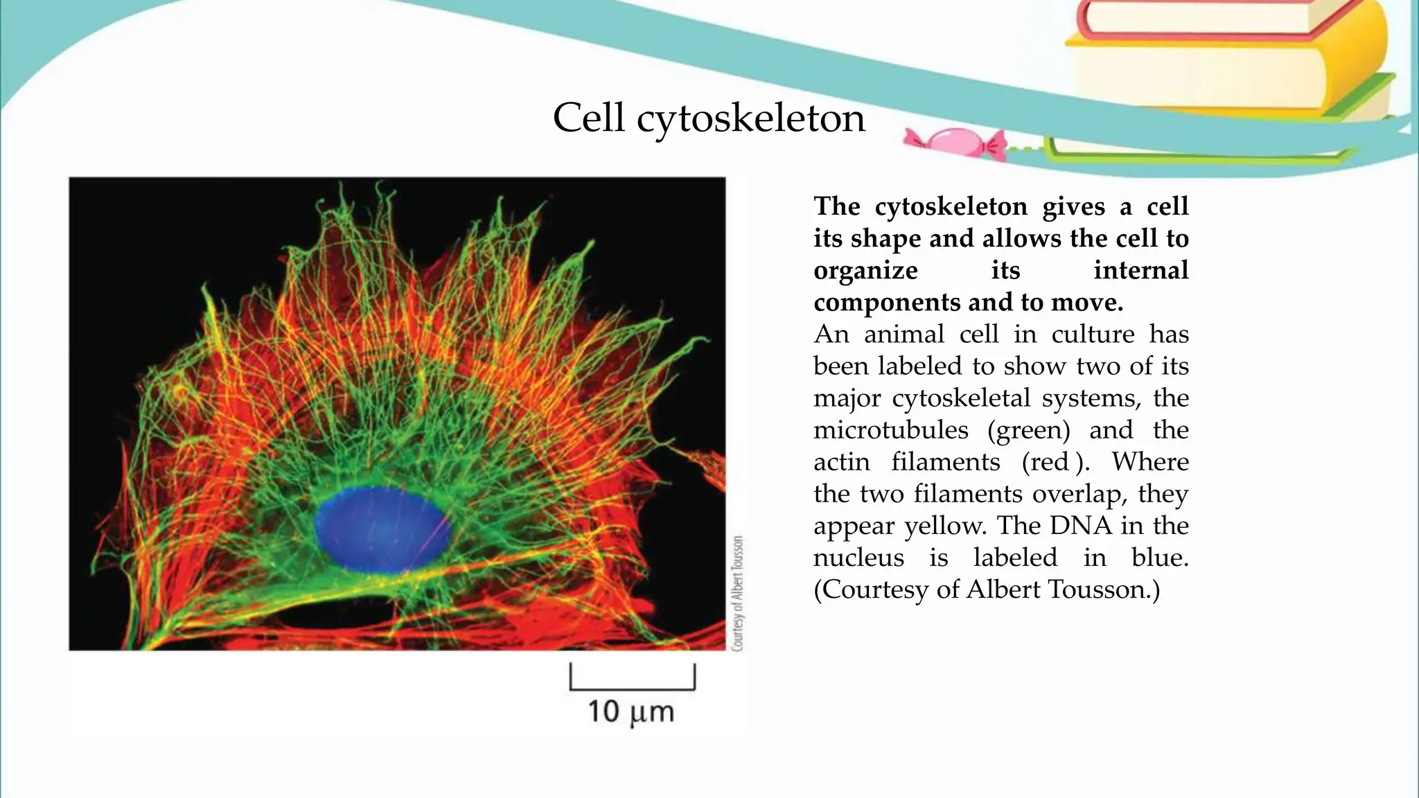 Cell cytoskeleton (filaments and their roles) | PPTX