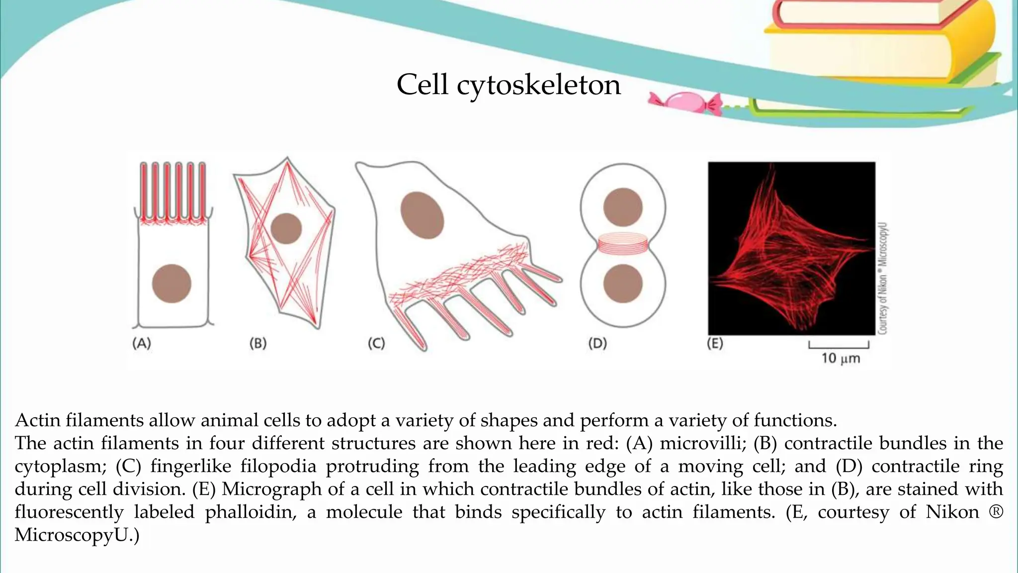 Cell cytoskeleton (filaments and their roles) | PPTX