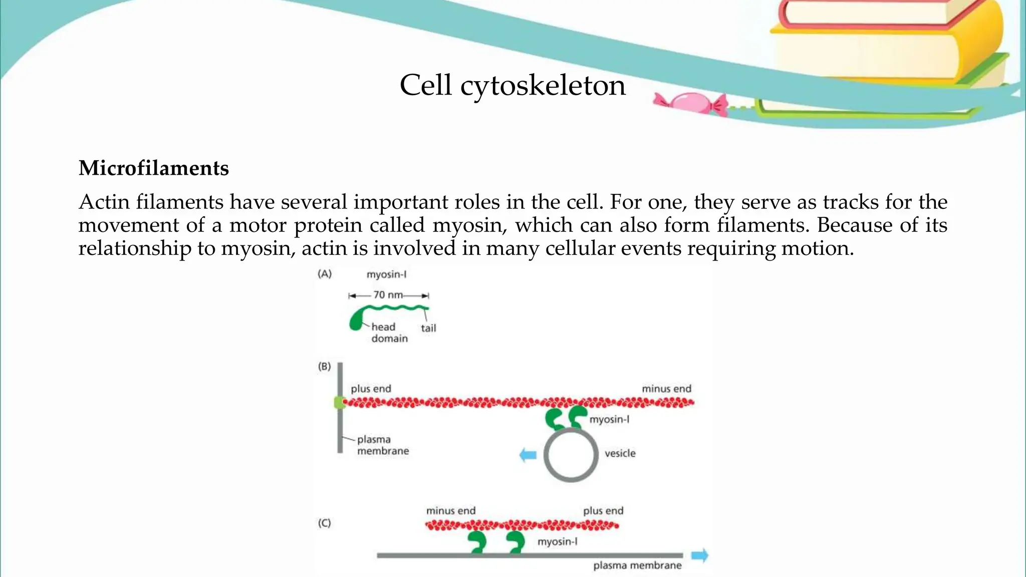 Cell cytoskeleton (filaments and their roles) | PPTX