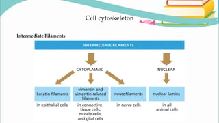 Cell cytoskeleton (filaments and their roles) | PPTX