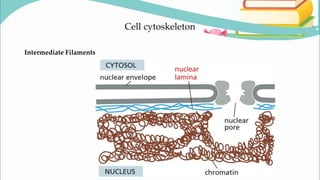 Cell cytoskeleton (filaments and their roles) | PPTX